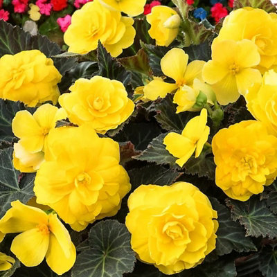 Begonia Nonstop Yellow Summer Bedding Plant 3 x 9cm Pots - Easy Grow ...