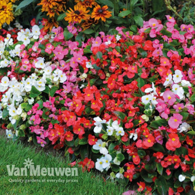 Begonia Organdy Mixed 6 Plug Plants | DIY at B&Q