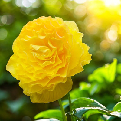 Begonia Pendula Yellow 20 x Summer Bulbs - Bright Seasonal Plants