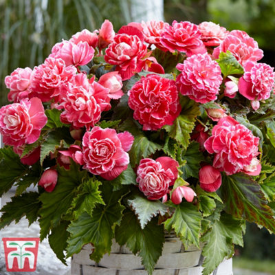 Begonia Pink Camelia 10 Tubers