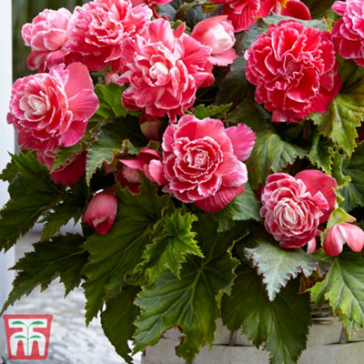 Begonia Pink Camelia 10 Tubers