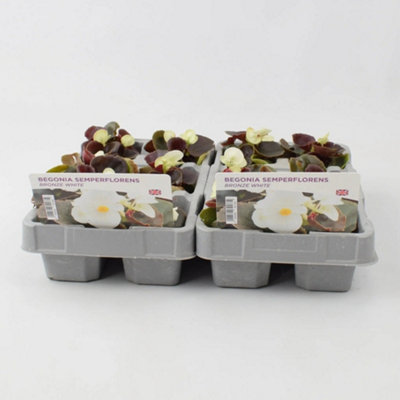 Begonia Semperflorens Bronze White 6 Pack 2 12 Plants Elegant Summer ...