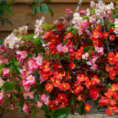 Begonia semperflorens Hula plug x12