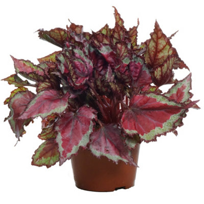 Begonia Spitfire - Stunning Red Blooms, Compact Indoor Houseplant (13cm ...