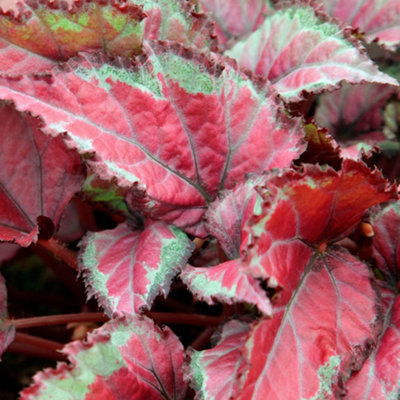 Begonia Spitfire - Stunning Red Blooms, Compact Indoor Houseplant (13cm ...