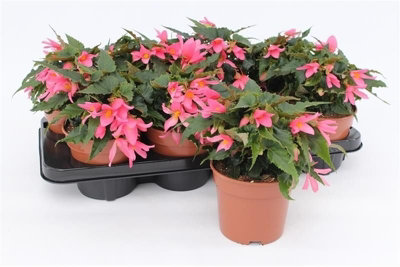 Begonia Waterfall Roze, 13cm Pot Size, 25cm Tall, Bonsai Ficus Retusa ...