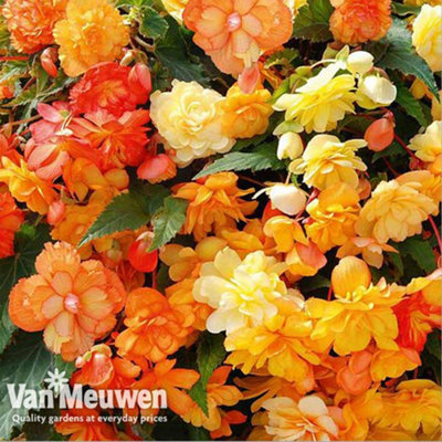 Begonia x tuberhybrida Apricot Shades Improved F1 Hybrid 24 Plug Plants
