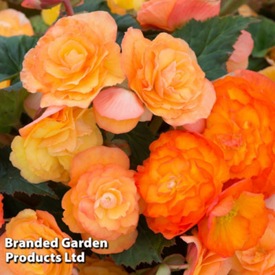 BEGONIA X TUBERHYBRIDA APRICOT SHADES IMPROVED F1 HYBRID 48 PLUG PLANTS