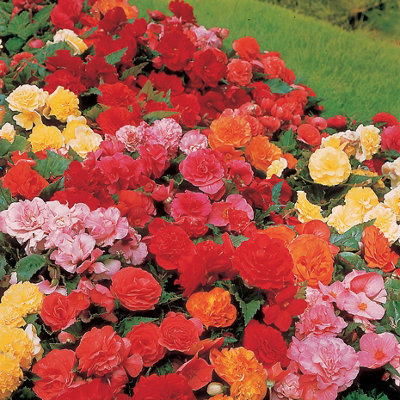 Belgian Upright Giant Begonias x 10 Tubers