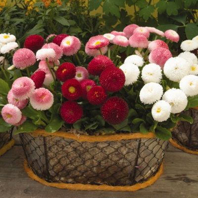 Bellis Bellissima Mixed Bedding Plants - Vibrant Blooms (6 Pack)
