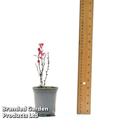 Berberis Chiquita 9cm Potted Plant x 1