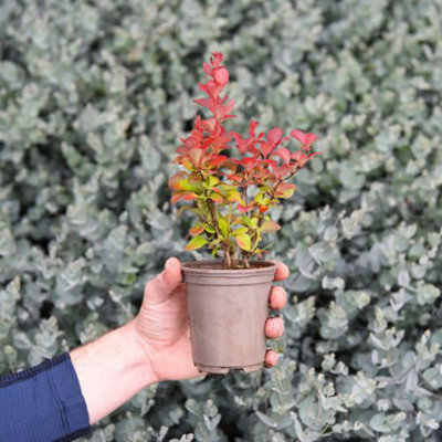 Berberis Chiquita 9cm Potted Plant x 1
