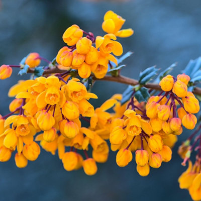 Berberis Compacta - Compact Shrub, Vibrant Orange Flowers (20-30cm ...