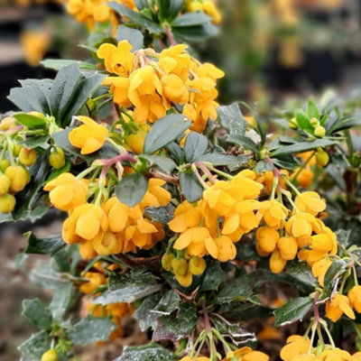Berberis Compacta - Compact Shrub, Vibrant Orange Flowers (20-30cm ...
