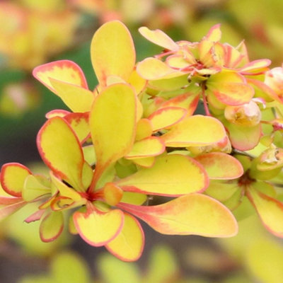 Berberis Diabolicum - Compact Shrub, Unique Colour-Changing Foliage (20 ...
