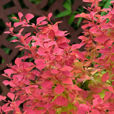 Berberis 'Orange Ice' Compact Upright Barberry Shrub with Orange-to ...