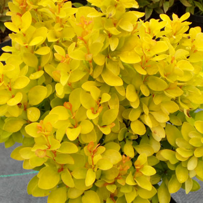 BERBERIS SUMMER SUNSET - VIBRANT FOLIAGE, BARBERRY, LOW MAINTENANCE (20 ...