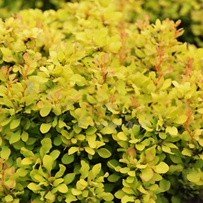 BERBERIS SUMMER SUNSET - VIBRANT FOLIAGE, BARBERRY, LOW MAINTENANCE (20 ...
