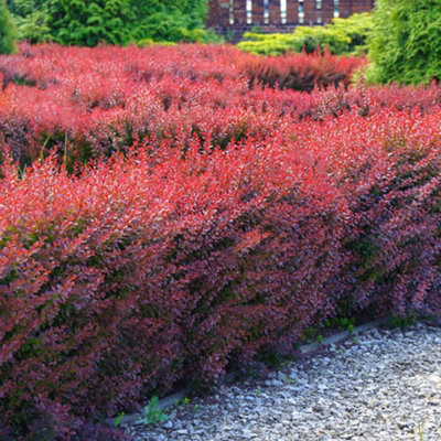 Berberis Thunbergii F Atropurpurea Seeds
