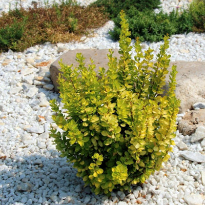 Berberis thunbergii Golden Rocket Upright Golden Barberry Shrub Vibrant ...