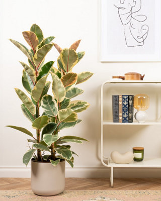 Bergenia Bressingham Ruby - Evergreen Perennial, Deep Ruby-Red Flowers ...