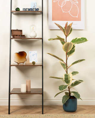 Bergenia Bressingham Ruby - Evergreen Perennial, Deep Ruby-Red Flowers ...