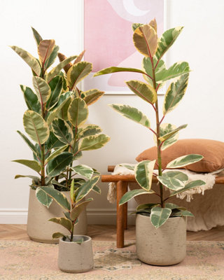 Bergenia Bressingham Ruby - Evergreen Perennial, Deep Ruby-Red Flowers ...