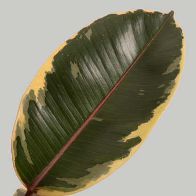 Bergenia Bressingham Ruby - Evergreen Perennial, Deep Ruby-Red Flowers ...