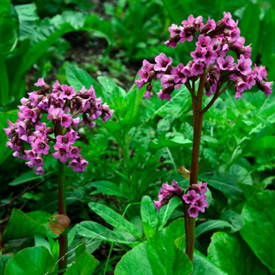 Bergenia Bressingham Ruby - Evergreen Perennial, Deep Ruby-Red Flowers ...