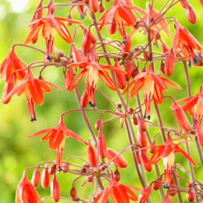 Bessera Elegans Coral Drops 15 x Summer Bulbs - Bright Seasonal Plants ...