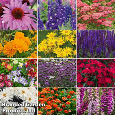 Best Value Perennial Collection - 72 plants - Outdoor Plants for ...