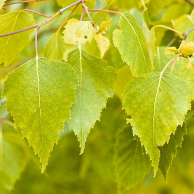 Betula Golden Beauty Tree - Vibrant Golden Leaves, Upright Form, Hardy ...
