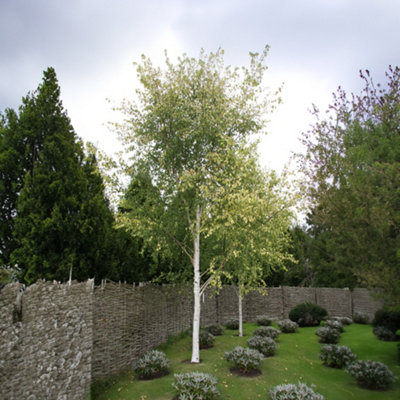 Betula Golden Beauty Tree - Vibrant Golden Leaves, Upright Form, Hardy ...