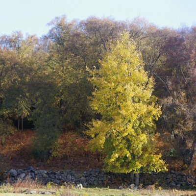 Betula Golden Beauty Tree - Vibrant Golden Leaves, Upright Form, Hardy ...