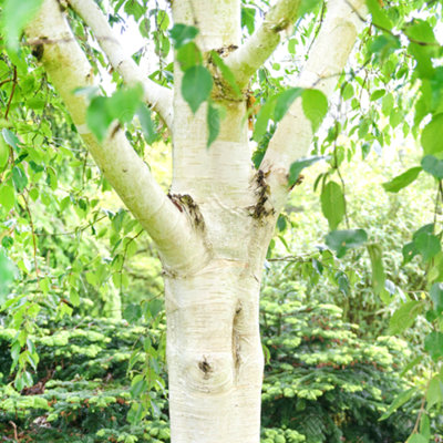 Betula Grayswood Ghost Tree - Striking White Bark, Graceful Form, Hardy ...