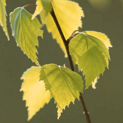 Betula Pendula Golden Obelisk Tree - Compact Form, Golden Foliage ...