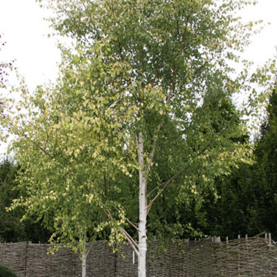 Betula Pendula Golden Obelisk Tree - Compact Form, Golden Foliage ...