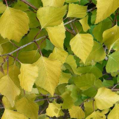 Betula Pendula Golden Obelisk Tree - Compact Form, Golden Foliage ...