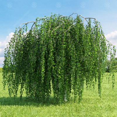 Betula pendula Youngii Tree - Graceful Weeping Habit, Hardy (5-6ft ...