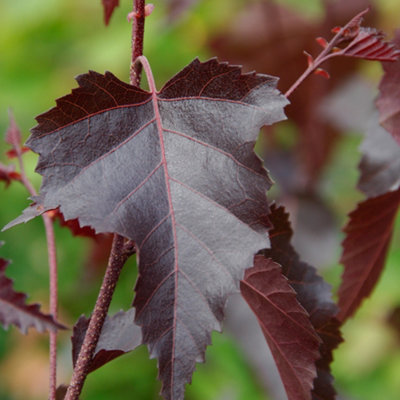BETULA ROYAL FROST TREE - STRIKING WHITE BARK, PURPLE FOLIAGE, HARDY (5 ...