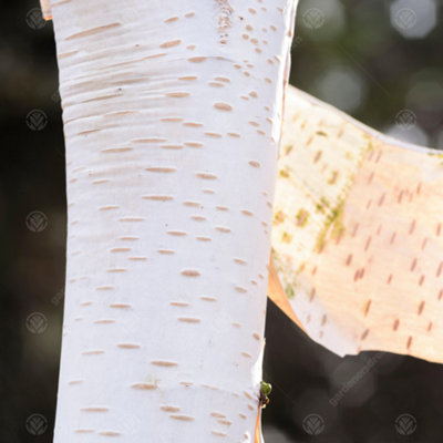Betula Snow Queen Tree - Beautiful Exfoliating Bark, Hardy (5-6ft)
