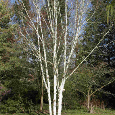 Betula Snow Queen Tree - Beautiful Exfoliating Bark, Hardy (5-6ft)
