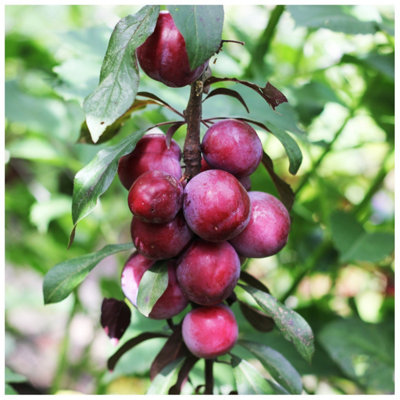 Big Juicy Victoria Plum Tree, 4-5ft Tall, Self Fertile & Juicy, Ready ...