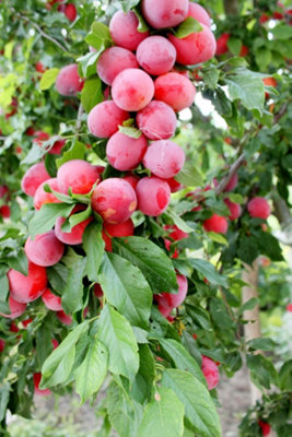 Big Juicy Victoria Plum Tree 4ft Tall In 6L Pot, Ready to Fruit, Self ...