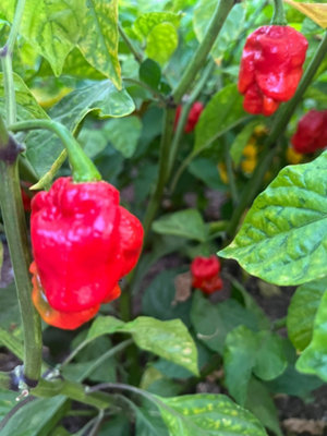 Big Red Mama Chilli Seeds - 10 Fresh Seeds