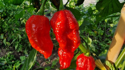 Big Red Mama Chilli Seeds - 10 Fresh Seeds