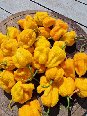 Big Yellow Mama Chilli Seeds - 10 Fresh Seeds