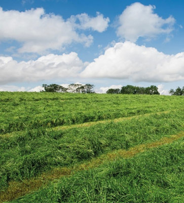 Bio Cutting Organic Grass Seed (5 packs)