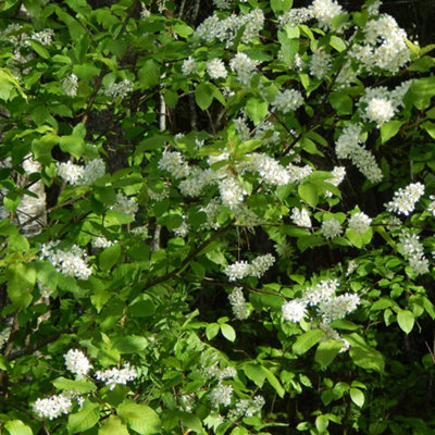 Bird Cherry Hedge Prunus padus Set of 25 Bare Root Hedges, 90-120cm tall