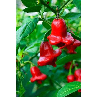 Bishops Crown Chilli Seeds - 10 Fresh Seeds - Jokers Hat Pepper Seeds